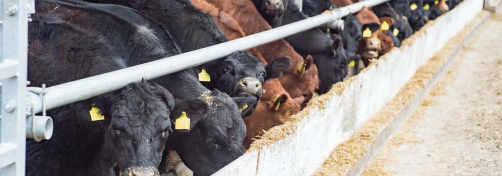 Alimentation bovine : des produits innovants arrivent