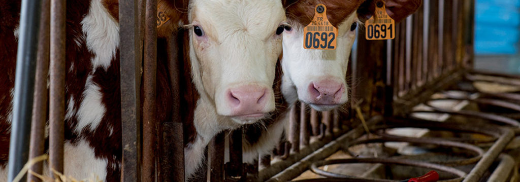 Les indispensables pour commander votre nourriture bétail.